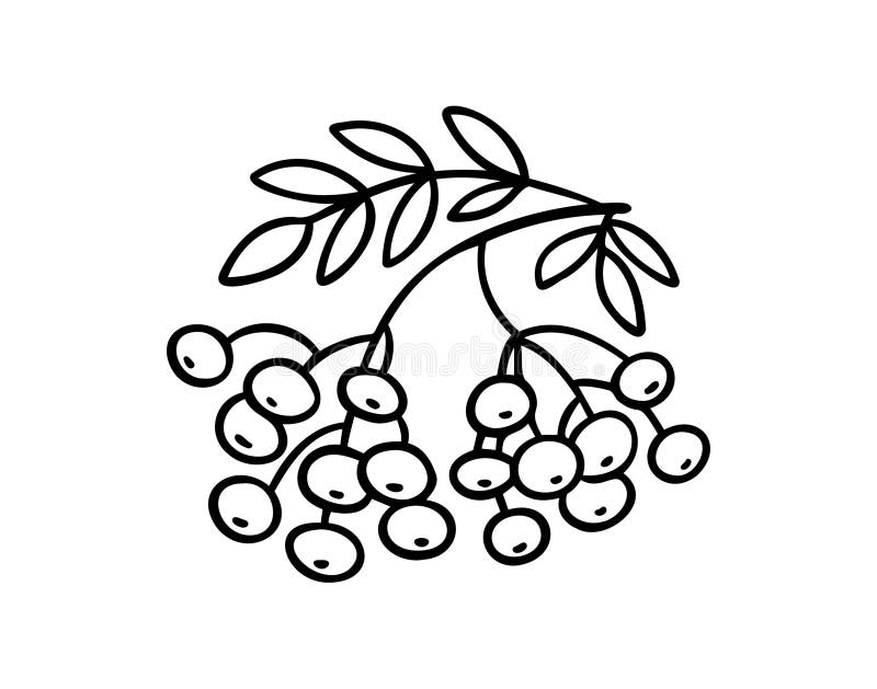 Branch of Rowan Tree Doodle Hand Drawn Icon. Drawing Branch of Rowan ...