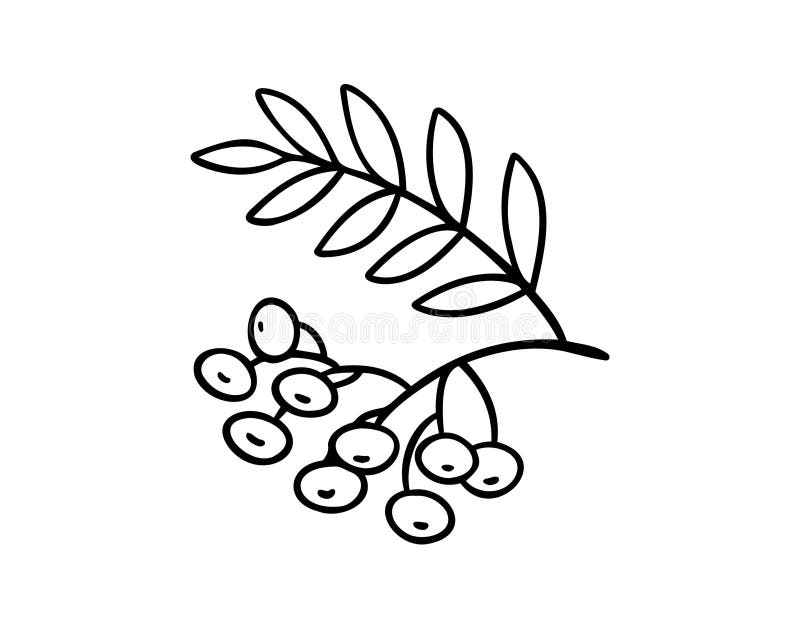Branch of Rowan Tree Doodle Hand Drawn Icon. Drawing Branch of Rowan ...