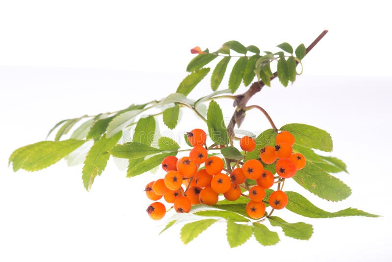 A Branch of a Rowan Tree Isolated on a White Background Stock Image ...