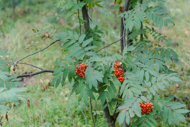 Branch of a Rowan Tree in a Pine Forest Stock Image - Image of ripe ...