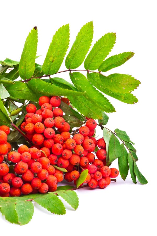 A branch of rowanberries stock image. Image of cluster - 28130313