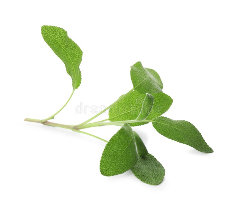 Branch of Sage Plant with Green Leaves Isolated on White Stock Image ...