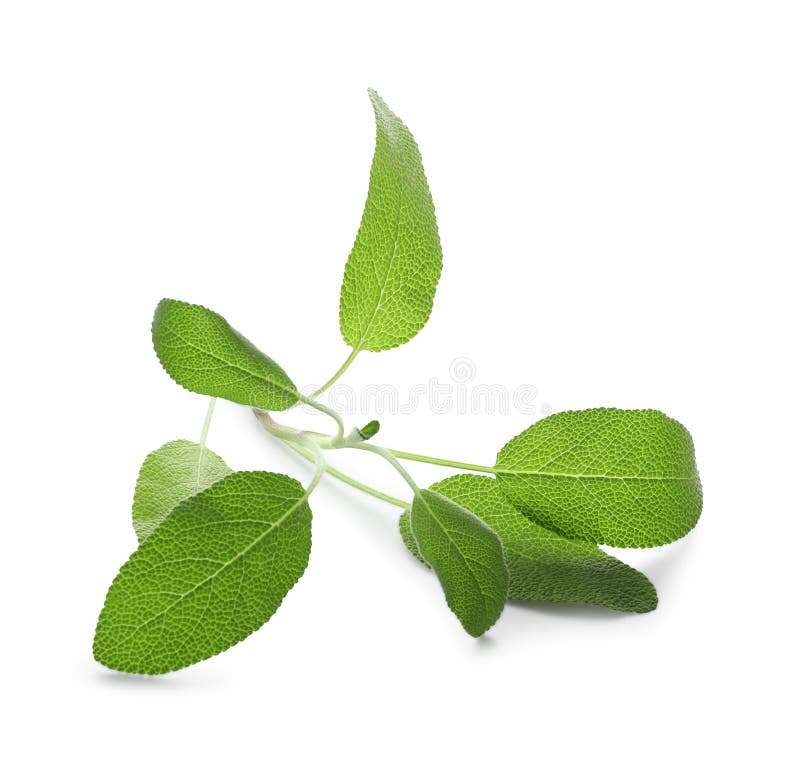 Branch of Sage Plant with Green Leaves Isolated on White Stock Image ...