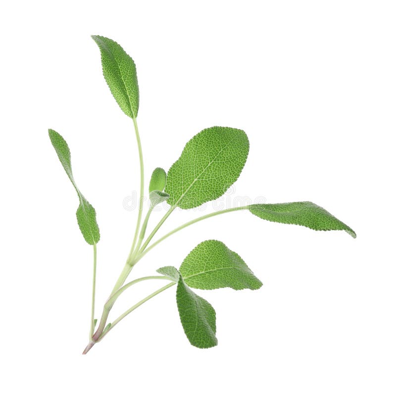 Branch of Sage Plant with Green Leaves Isolated on White Stock Photo ...