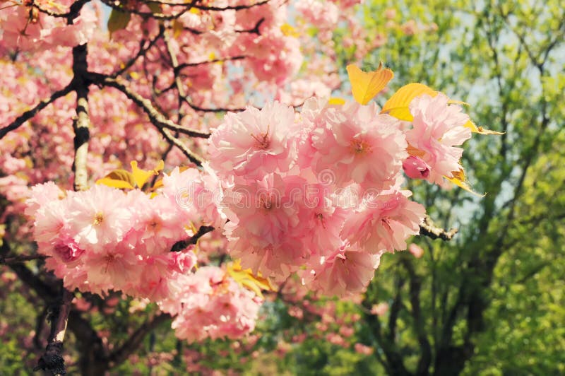 Branch of Sakura Blossom in Vintage Style Background Stock Photo ...