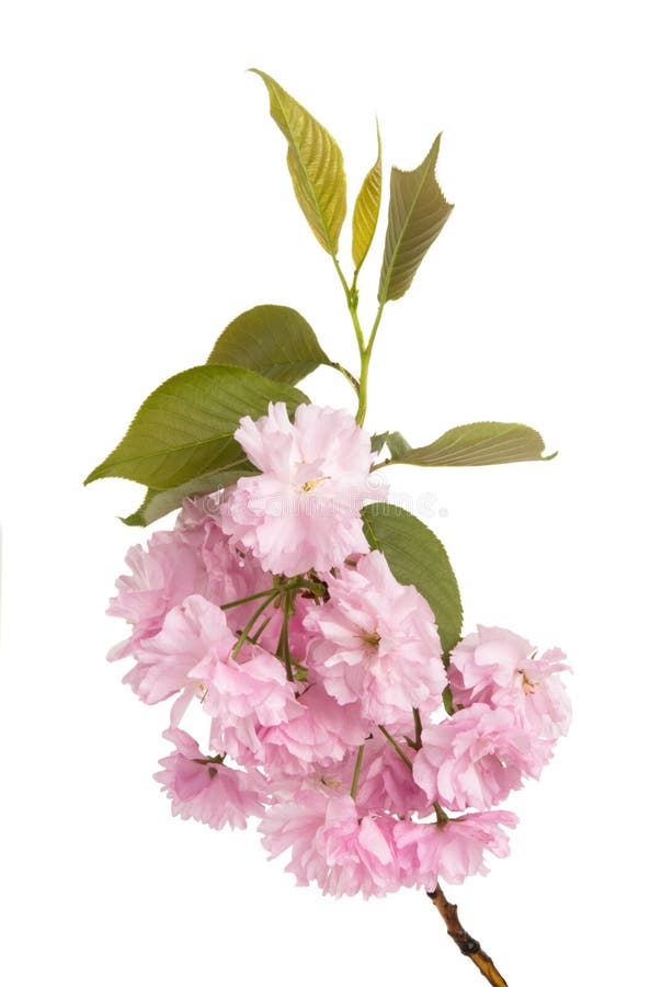 Sakura branch isolated stock image. Image of nature - 198803763