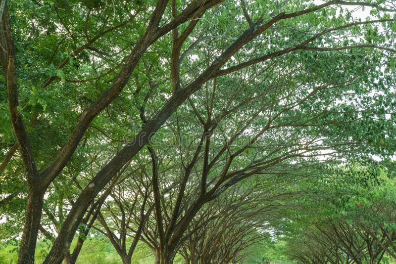 Branch of Samanea Saman, Big Rain Tree Stock Image - Image of largest ...