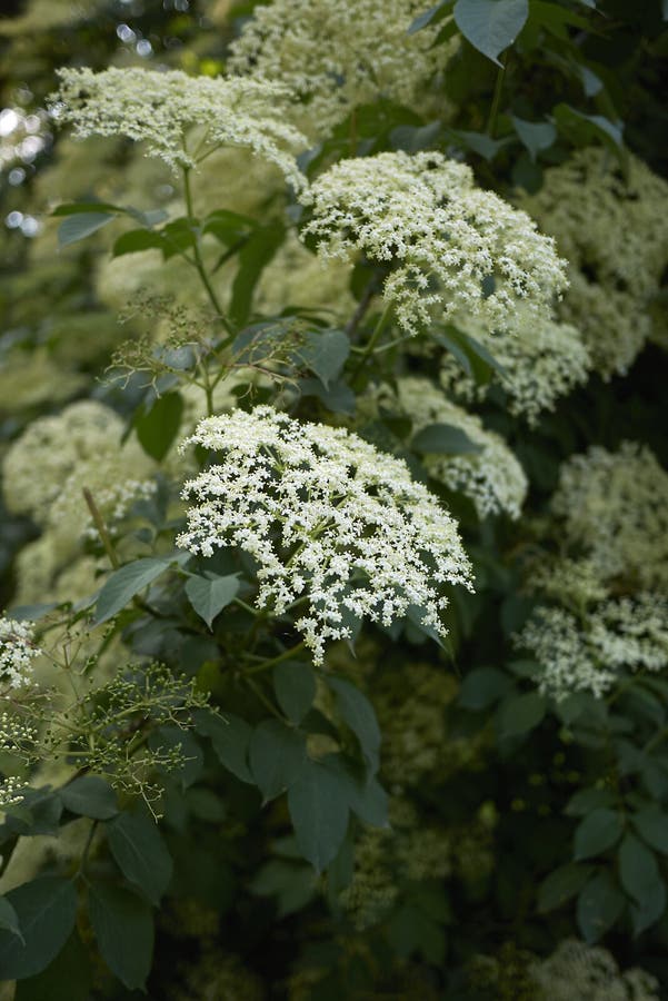 White Flowers of Sambucus Nigra Stock Photo - Image of black, insect ...