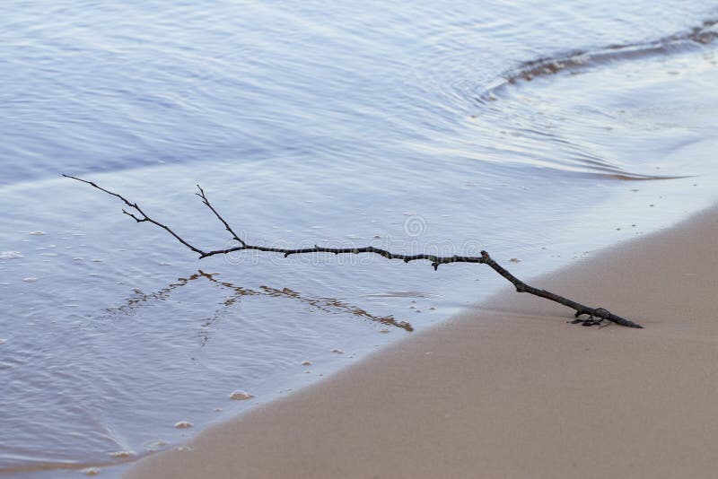 Branch in sand. stock photo. Image of water, branch, twig - 22331480