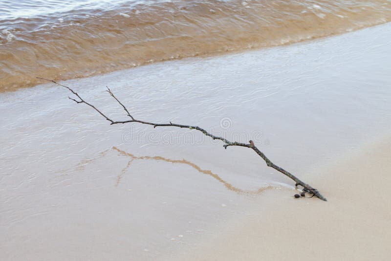 Branch in sand. stock image. Image of calm, sand, tranquil - 22331481