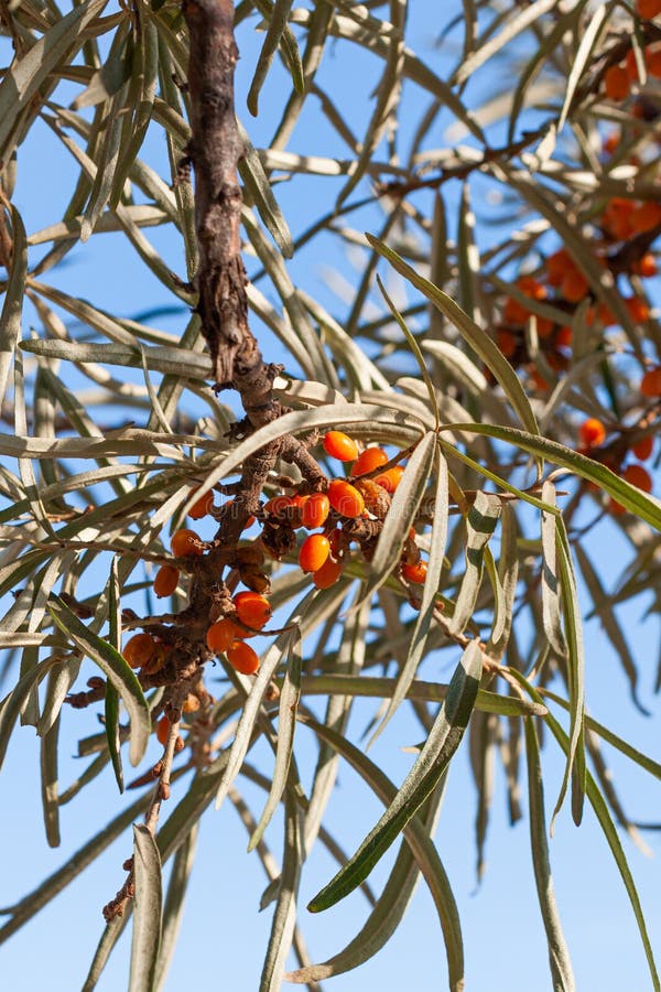 Branch of Sea-buckthorn Tree Stock Image - Image of nature, buckthorn ...
