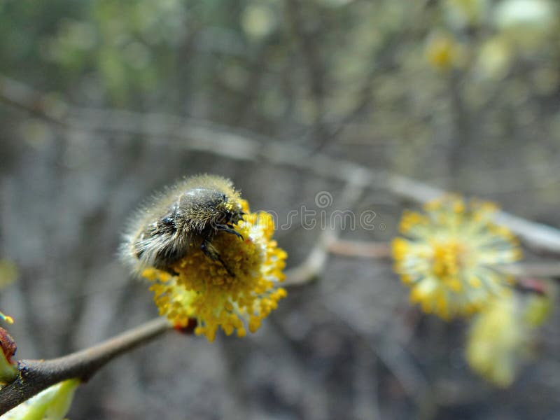 Branch with Seals and One Big Beetle Stock Photo - Image of insect ...