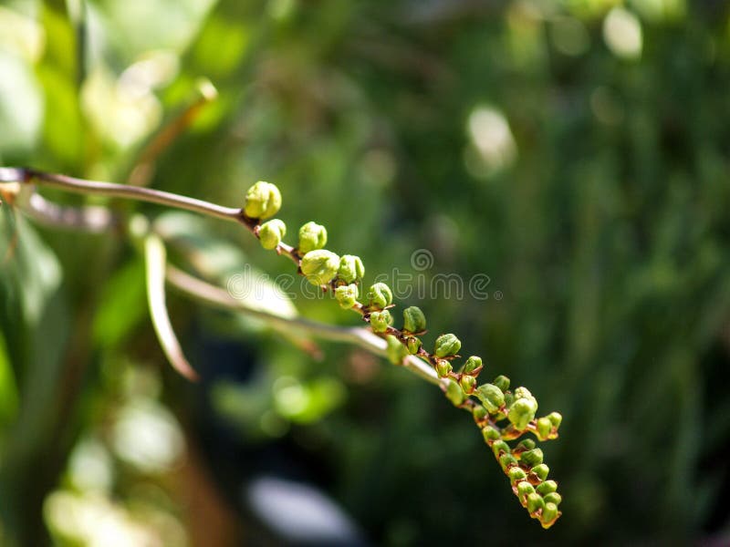Branch with Seeds in the Greenery Stock Photo - Image of aroma, tree ...