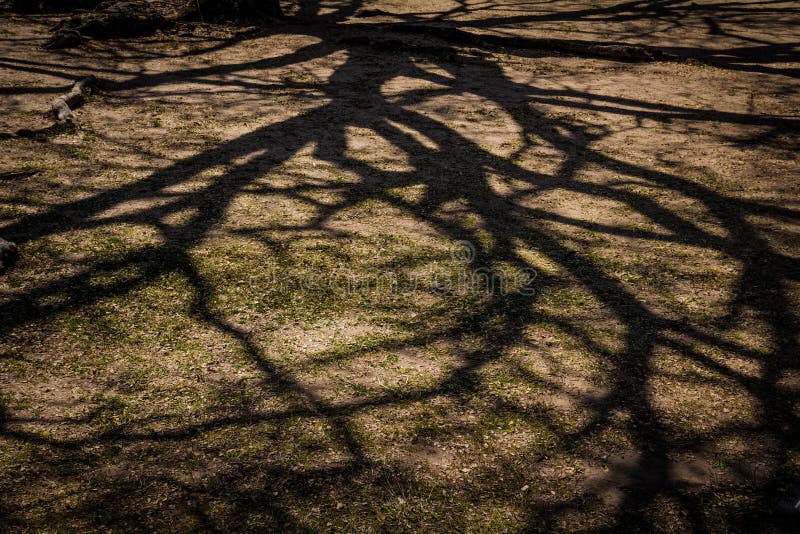 Branch Shadow on the Ground Stock Photo - Image of grunge, background ...