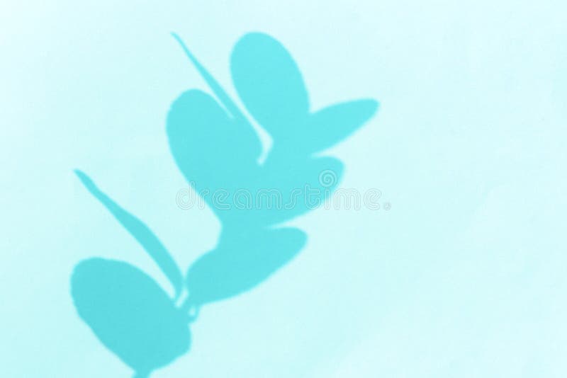Branch Shadow Isolated on Light Blue Background, Front View Stock Photo ...