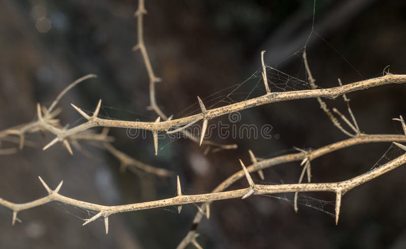 A Branch of Sharp and Long Thorns with Dark Background Stock Photo ...