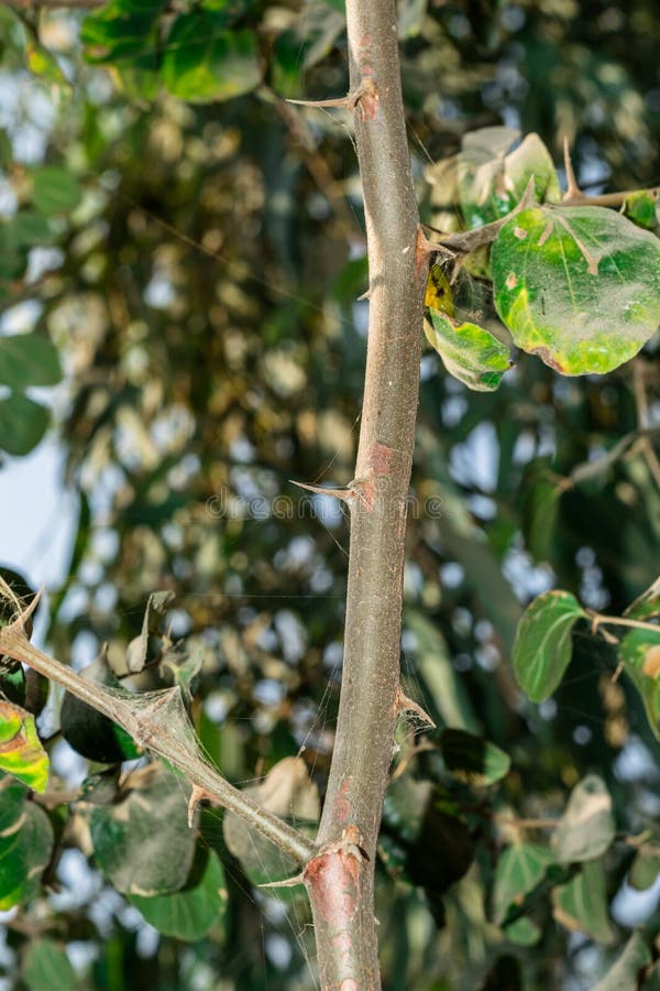 A Branch of Sharp and Long Thorns with Dark Background Stock Image ...