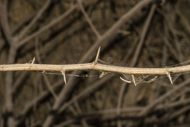 Sharp Long Thorns of Acacia Tree, Wattle Stock Image - Image of closeup ...