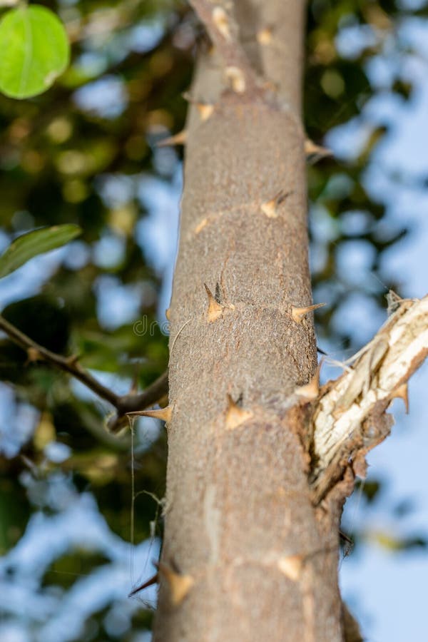 A Branch of Sharp and Long Thorns with Dark Background Stock Photo ...