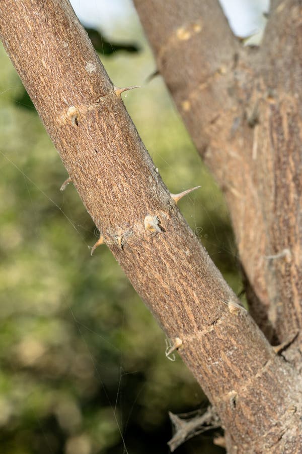 Sharp Long Thorns of Acacia Tree, Wattle Stock Photo - Image of bush ...