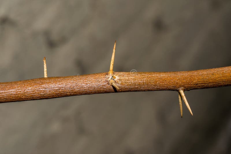 A Branch of Sharp and Long Thorns with Dark Background Stock Photo ...