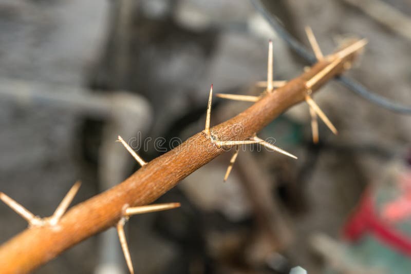 A Branch of Sharp and Long Thorns with Dark Background Stock Photo ...