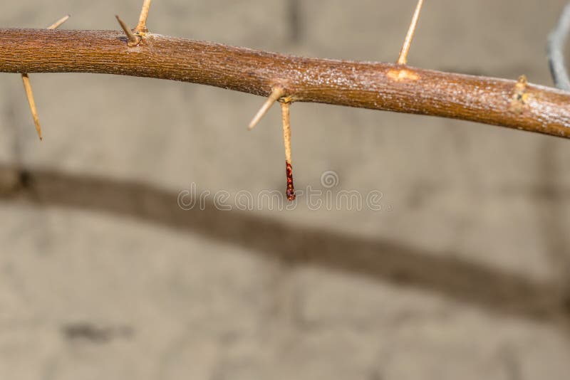 A Branch of Sharp and Long Thorns with Dark Background Stock Image ...