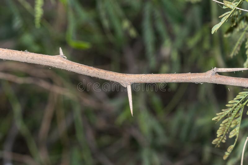 A Branch of Sharp and Long Thorns with Dark Background Stock Photo ...
