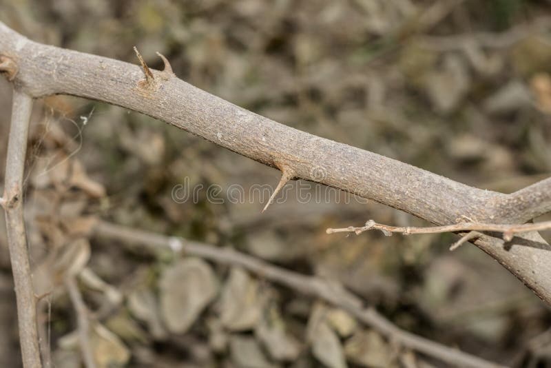 A Branch of Sharp and Long Thorns with Dark Background Stock Image ...