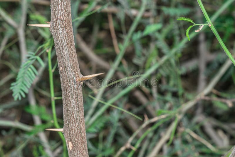 A Branch of Sharp and Long Thorns with Dark Background Stock Image ...