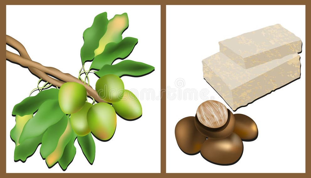 Tree Nuts Stock Illustrations – 15,559 Tree Nuts Stock Illustrations ...