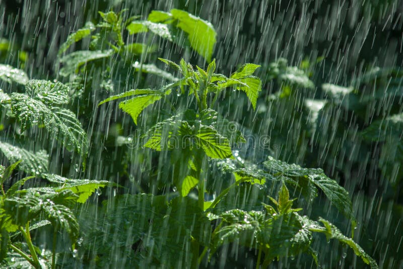 Branch shrubs in the rain stock image. Image of spray - 255412799