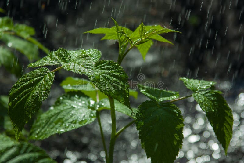 Branch shrubs in the rain stock image. Image of spray - 255412811