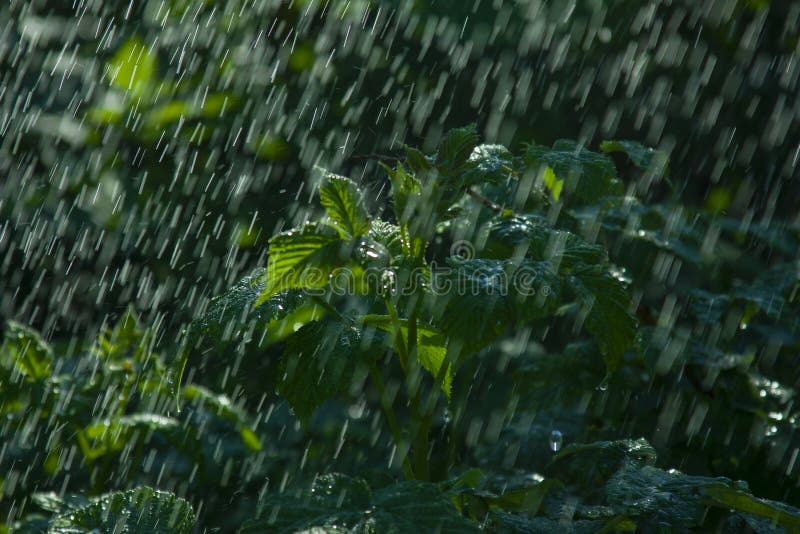 Branch shrubs in the rain stock image. Image of water - 255412871