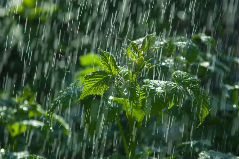 Branch shrubs in the rain stock image. Image of spray - 255412887