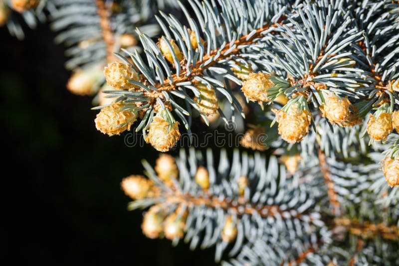 Detail of Cone and Silver Spruce Stock Photo - Image of brown, organic ...