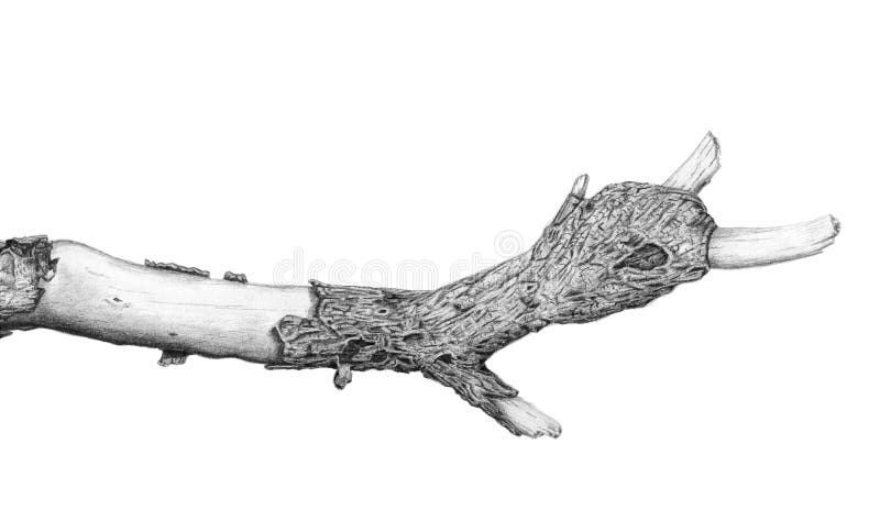 Fallen Tree Branch Drawing