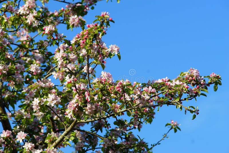 Sky, Branch, Blossom, Tree Picture. Image: 132274309