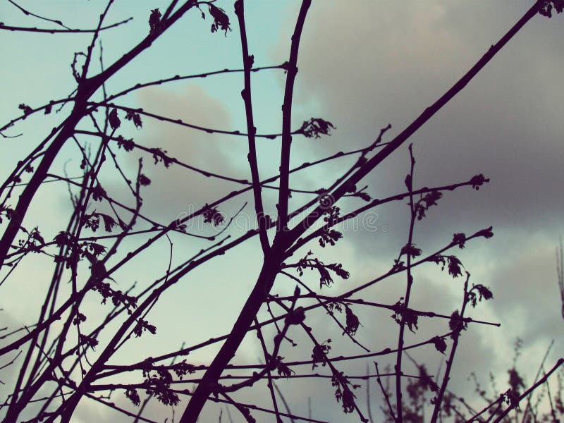 Branch in the sky stock image. Image of electricity - 178277147