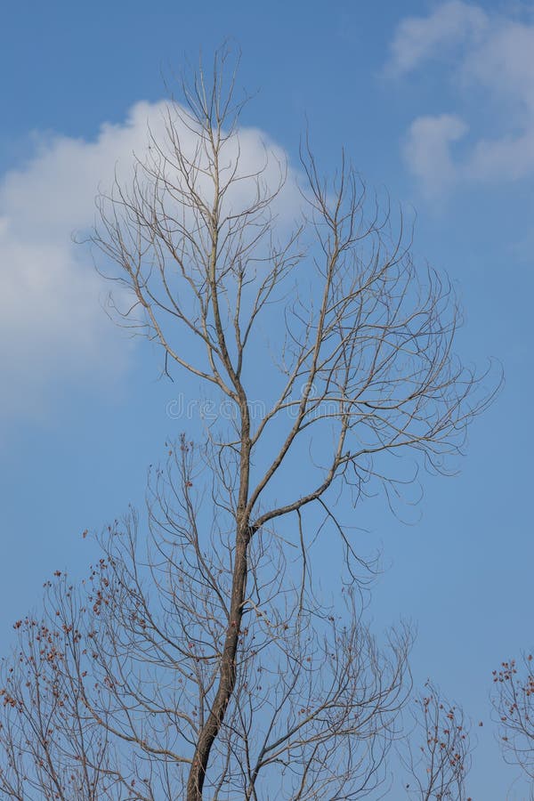 Branch with Sky Simple Background Stock Photo - Image of branch, space ...