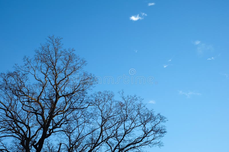 The branch with sky stock photo. Image of color, nature - 67495292
