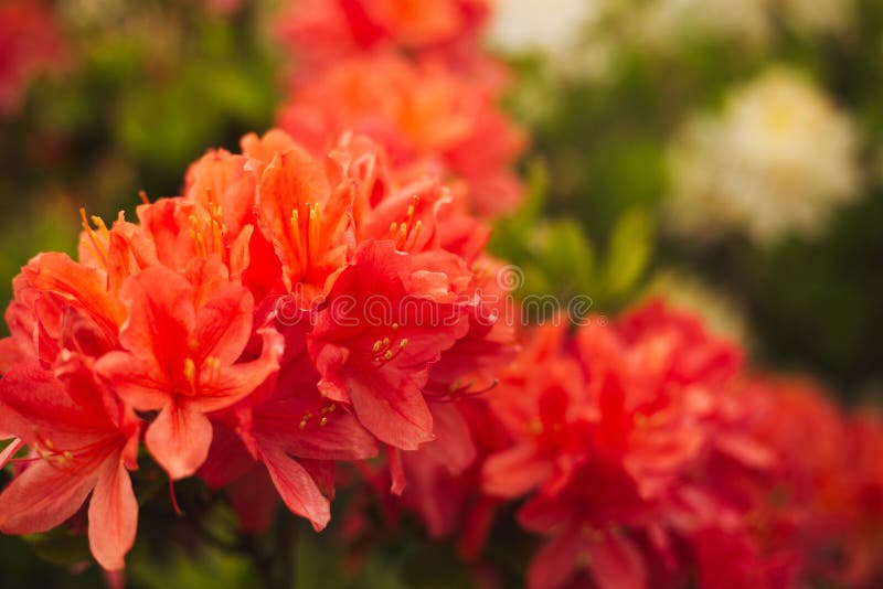 Branch of Small Bright Flowers in Foreground Stock Photo - Image of ...