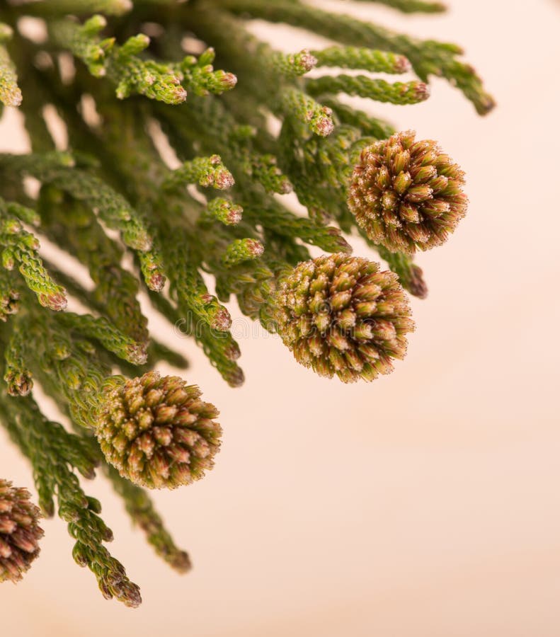 Branch with Small Cones on a Wooden Background Stock Image - Image of ...