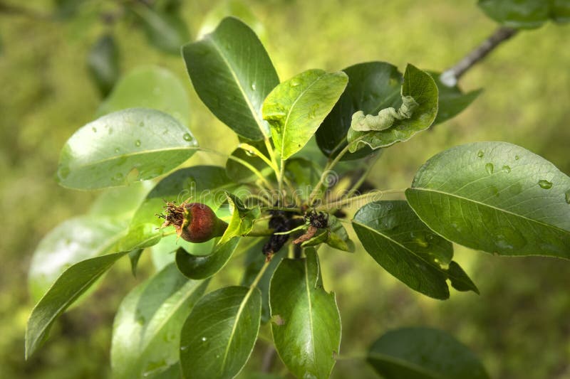 Branch with Small Pears Growing on a Tree in Garden Stock Photo - Image ...