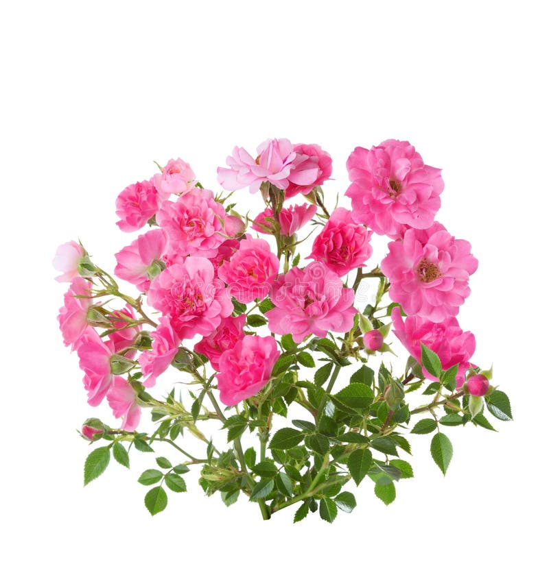 Small Pink Flower Blooming in Nature Stock Photo - Image of season ...