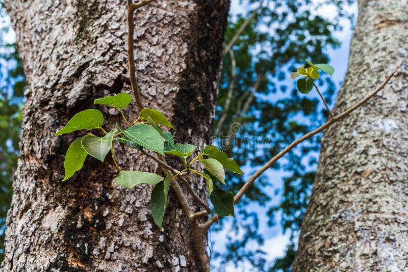 Branch of Small Tree with Tree Texture Background Stock Image - Image ...