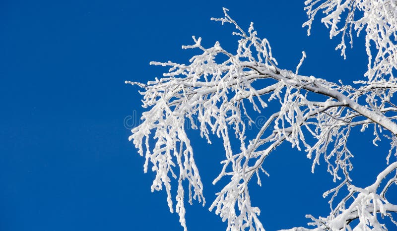 Branch with snow stock image. Image of snow, tree, branch - 25075647