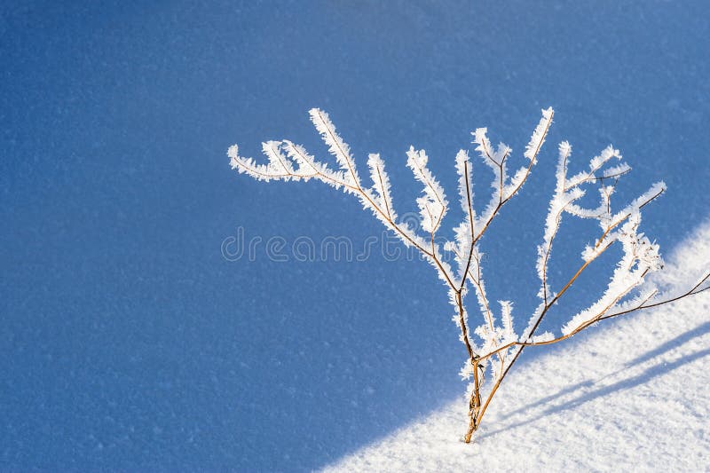 Branch in the snow stock photo. Image of snow, beauty - 29314314