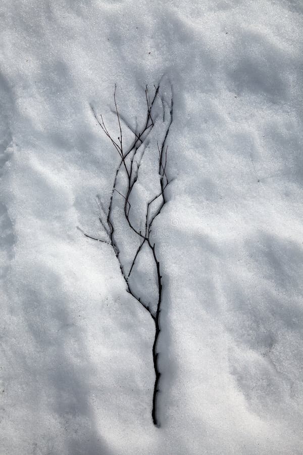Branch on Snow. Natural Texture Stock Image - Image of background ...