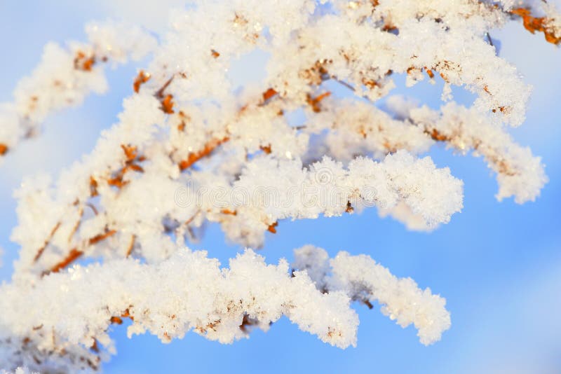 Branch in snow stock image. Image of branch, cold, white - 36955173